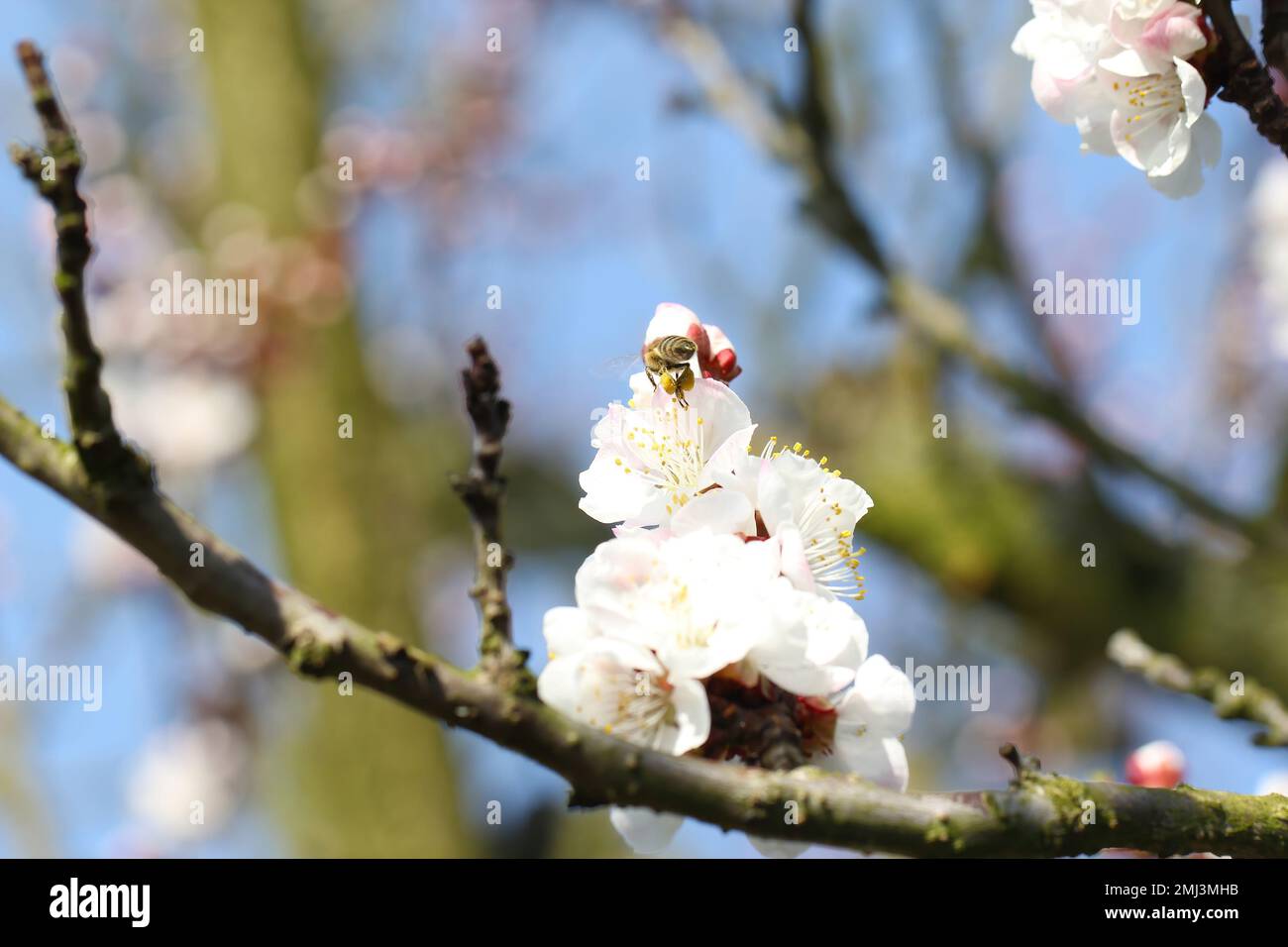 Honey bee (Apis mellifera) pollinating flowers Stock Photo - Alamy