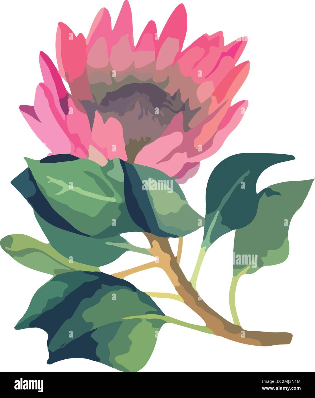 King protea flower Stock Vector Images - Alamy