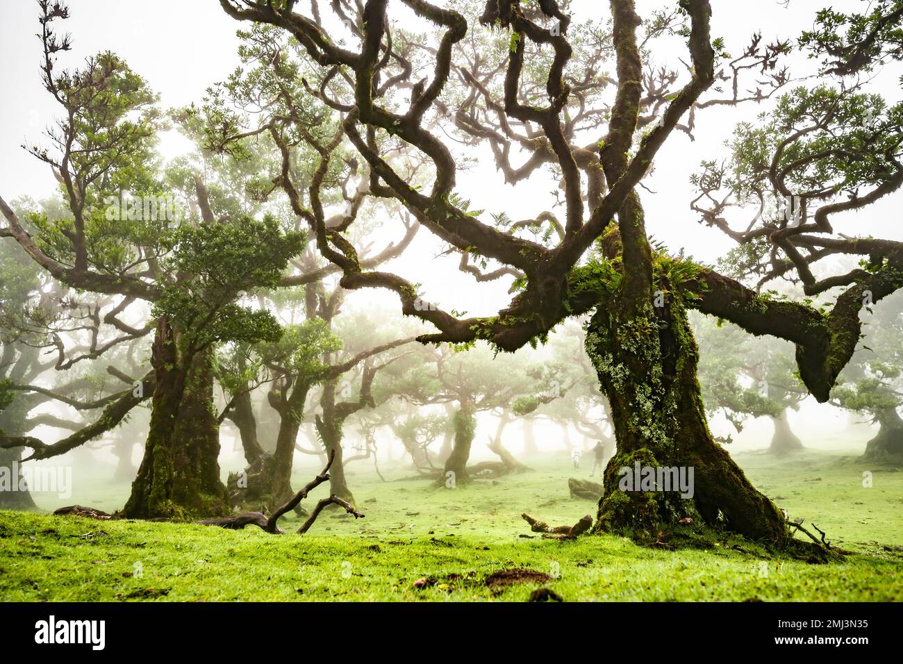 Laurel trees overgrown with moss and plants in the mist, Old laurel ...