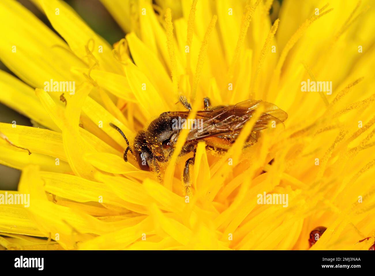 Wild bee pollinating of plants flowers Stock Photo - Alamy
