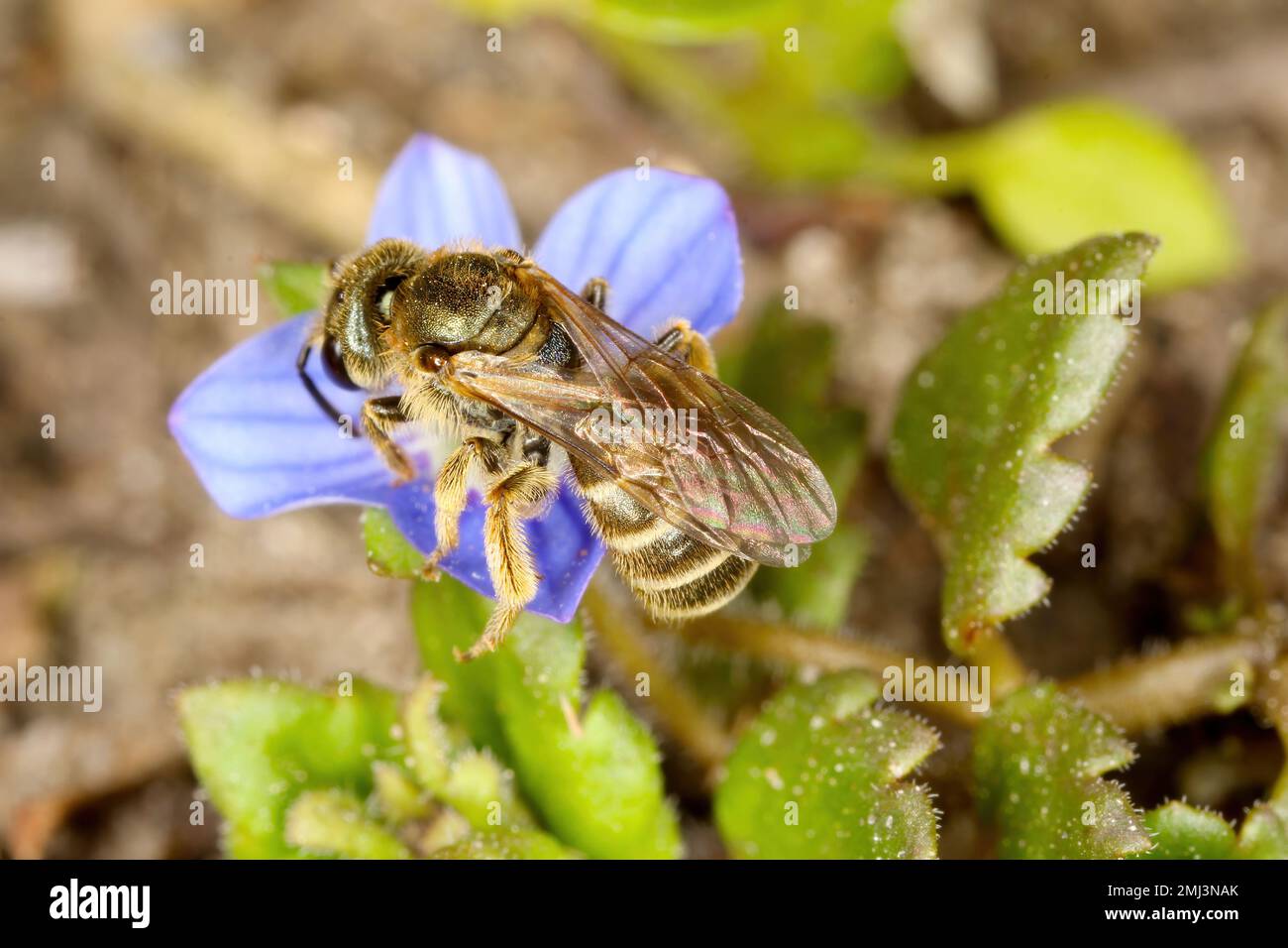 Wild bee pollinating of plants flowers Stock Photo - Alamy