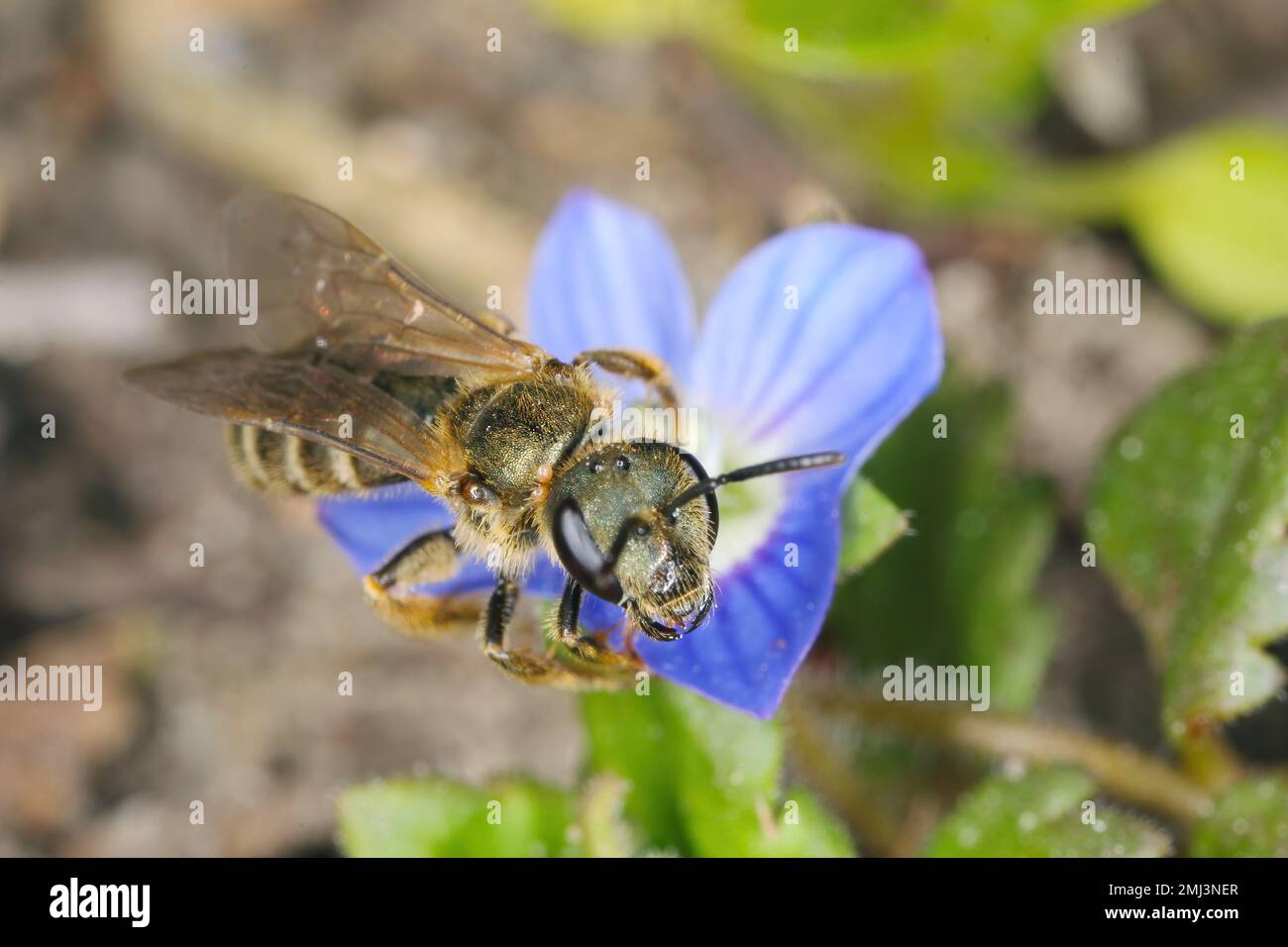 Wild bee pollinating of plants flowers Stock Photo - Alamy