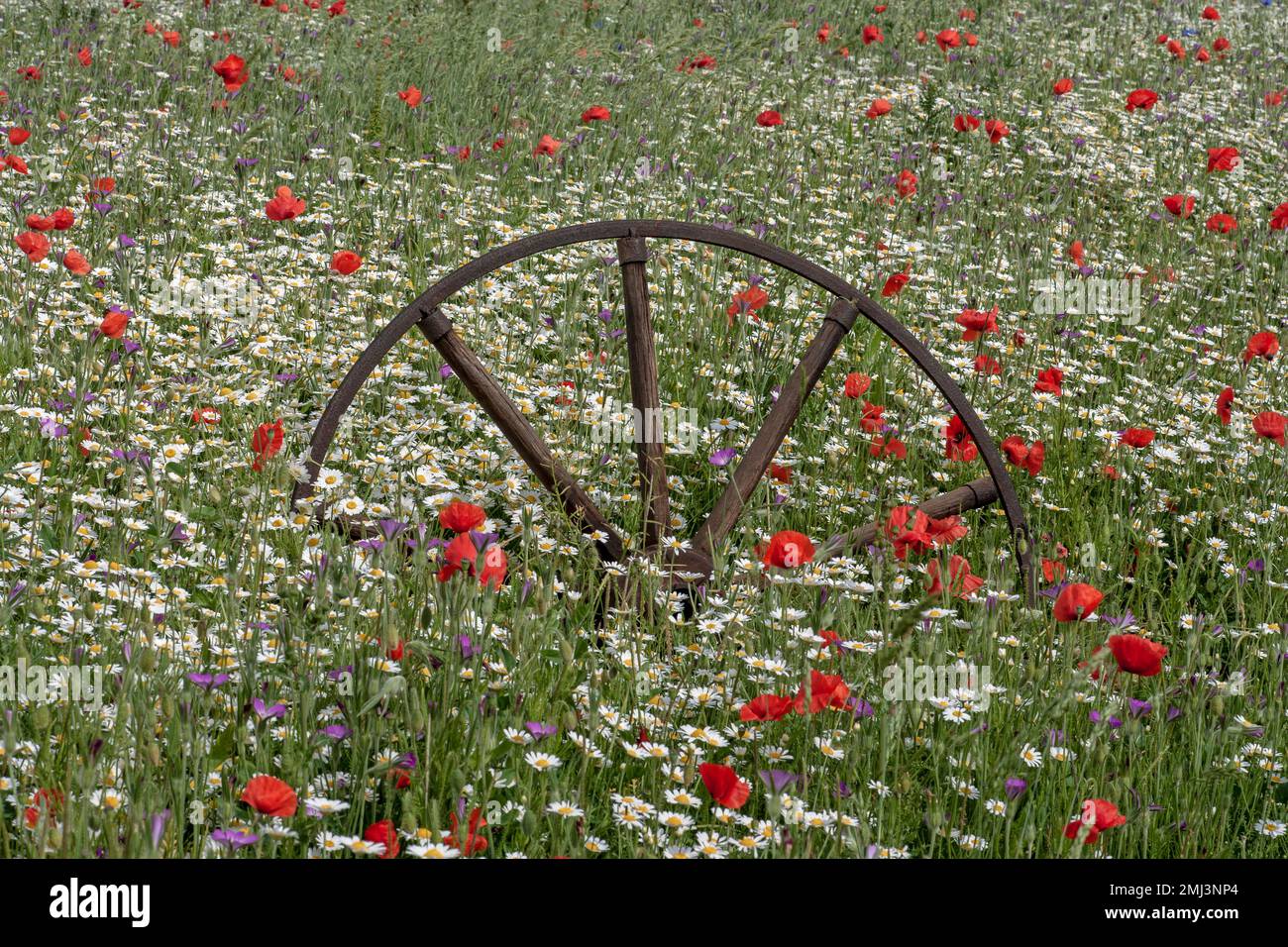Old wagon wheel in field of arable weeds Stock Photo - Alamy