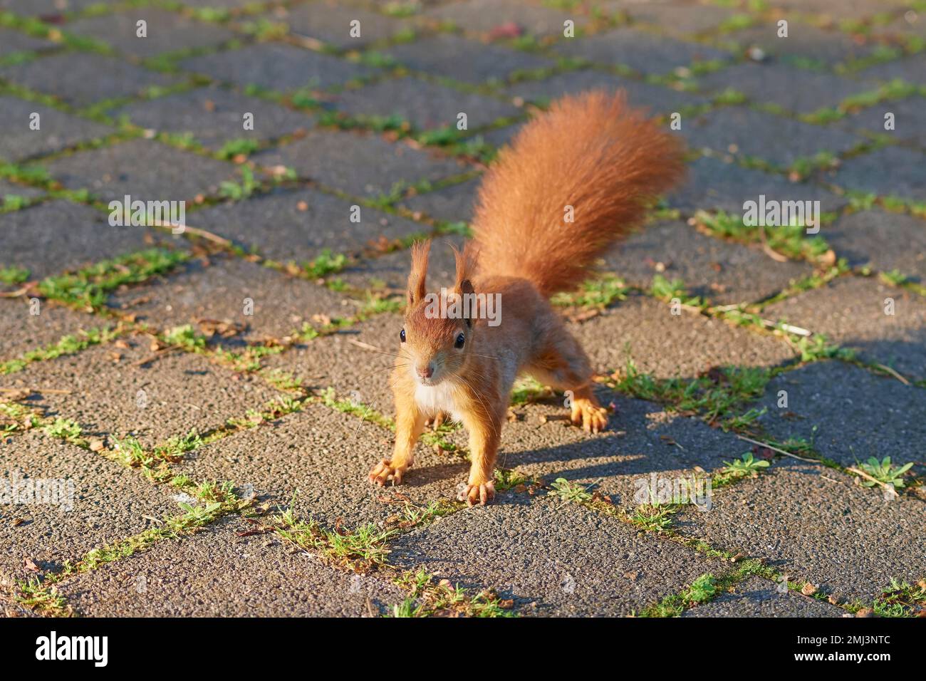 Eurasian red squirrel (Sciurus vulgaris), on path in park in spring ...
