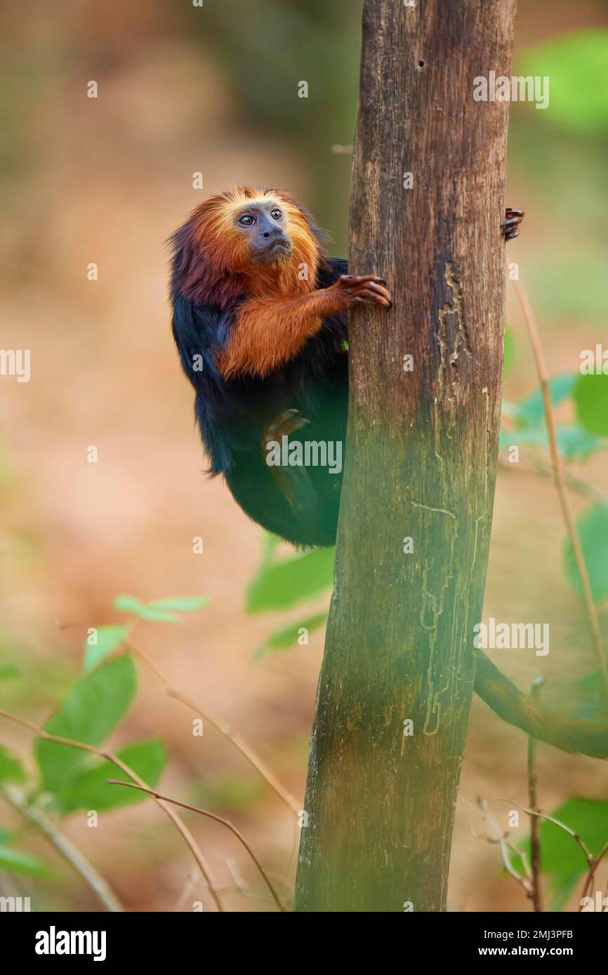 Golden-headed lion tamarin (Leontopithecus chrysomelas), adult ...