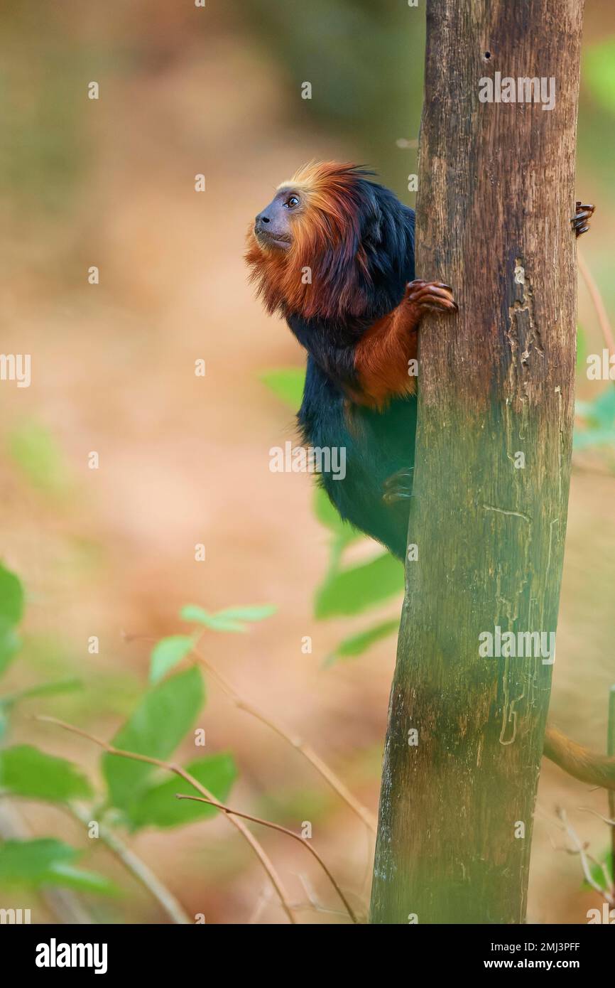 Golden-headed lion tamarin (Leontopithecus chrysomelas), adult ...