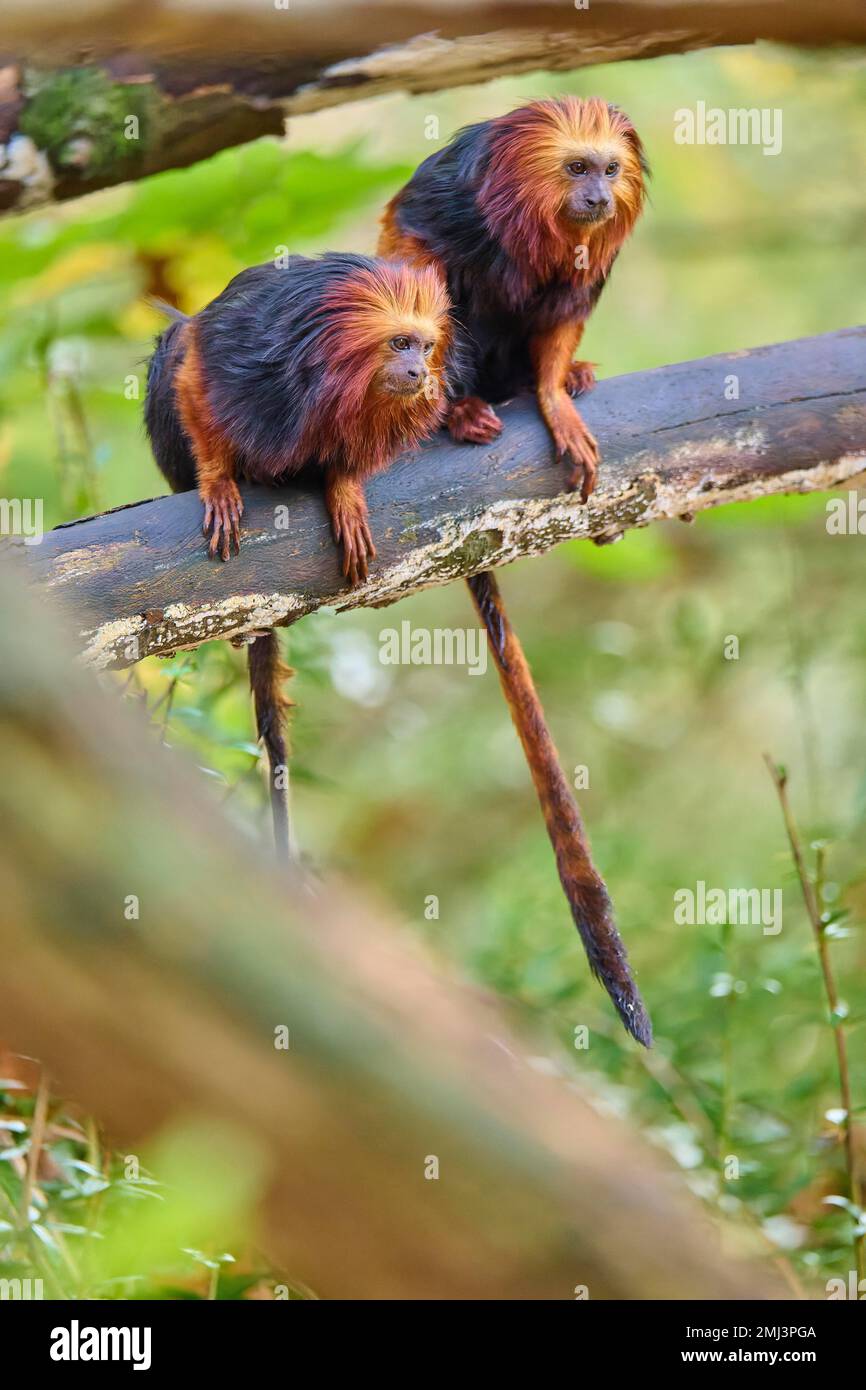 Golden-headed lion tamarin (Leontopithecus chrysomelas), two adults ...