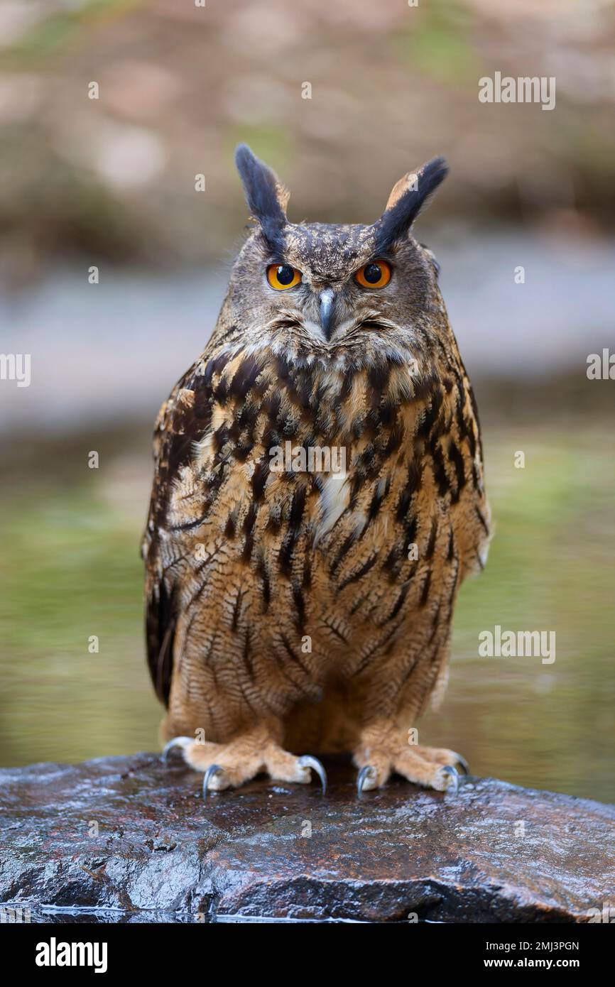 Eurasian eagle-owl (Bubo bubo), adult, sitting on stone in forest ...