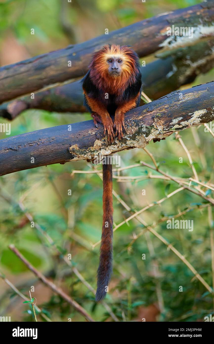 Golden-headed lion tamarin (Leontopithecus chrysomelas), adult, sitting ...