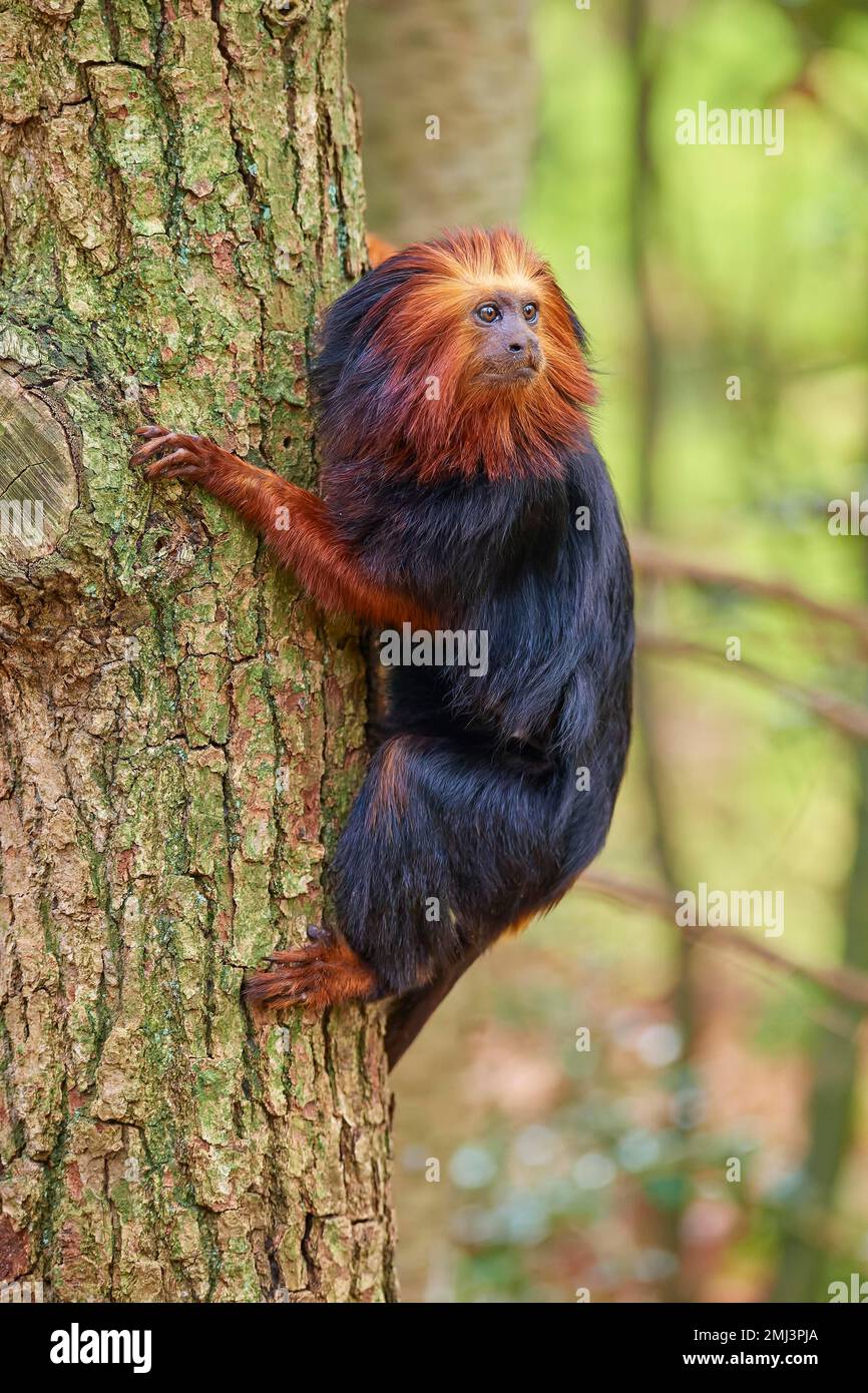 Golden-headed lion tamarin (Leontopithecus chrysomelas), adult ...