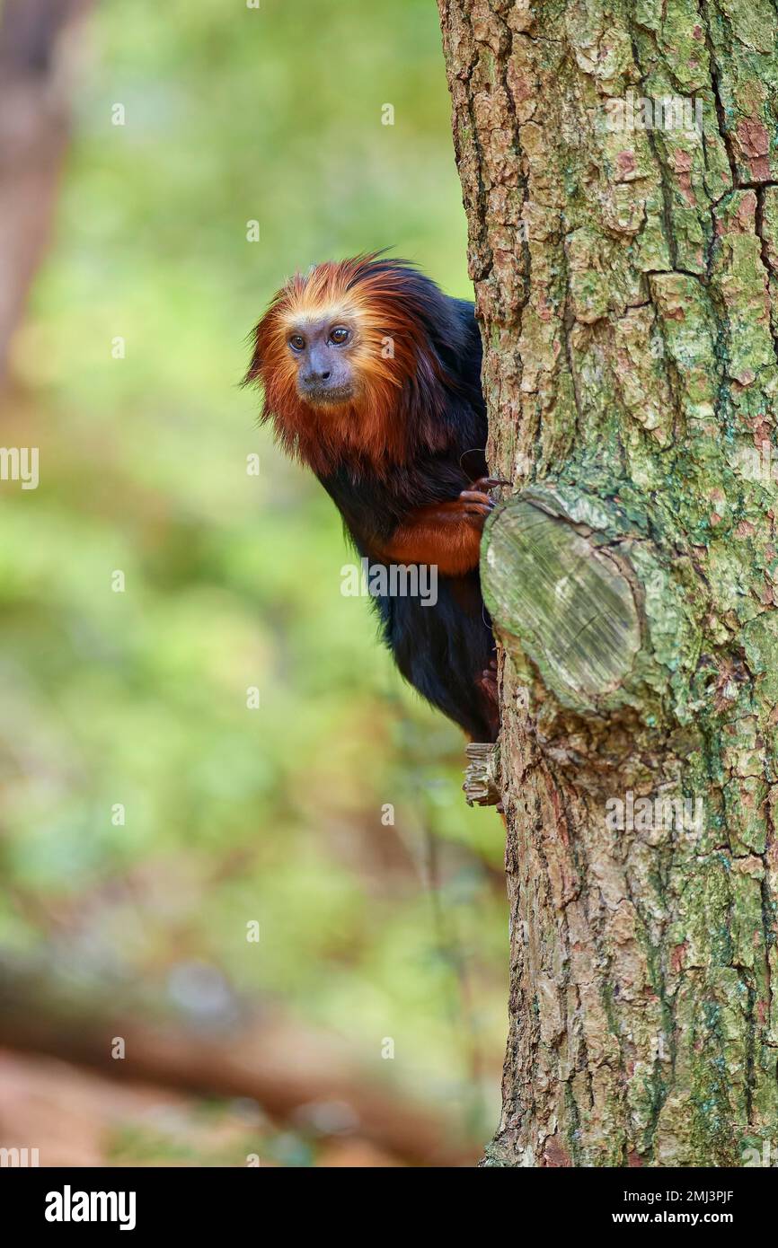 Golden-headed lion tamarin (Leontopithecus chrysomelas), adult ...
