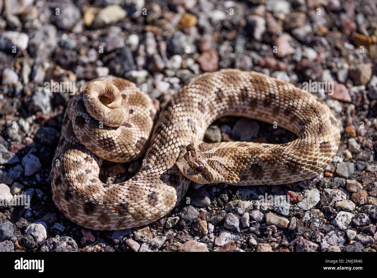 Mexican Hog-nosed Snake, Sierra county, New mexico, USA Stock Photo - Alamy