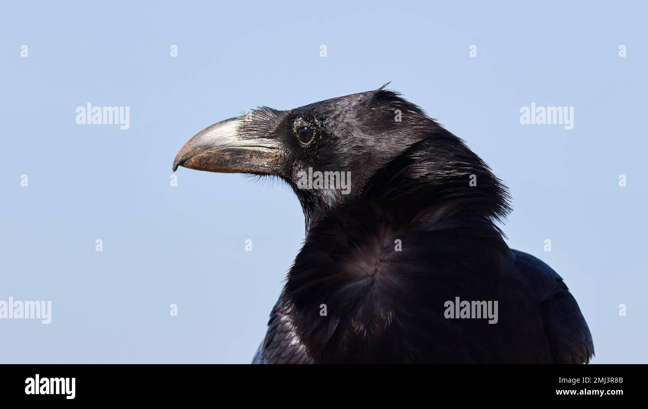 Raven head hi-res stock photography and images - Alamy