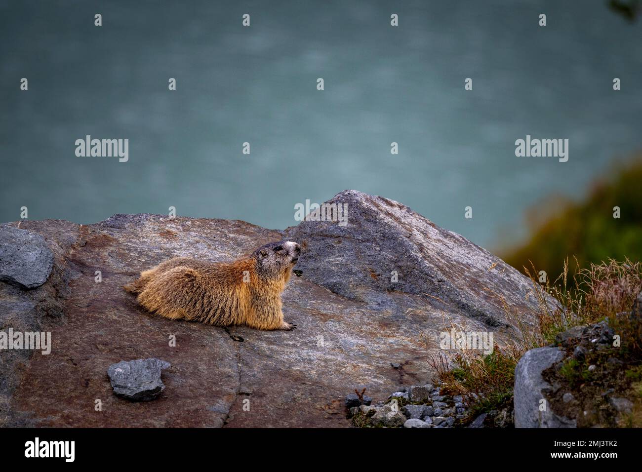 Alpine marmot (Marmota marmota) on rocks, St Moritz, Engadin, Grisons ...