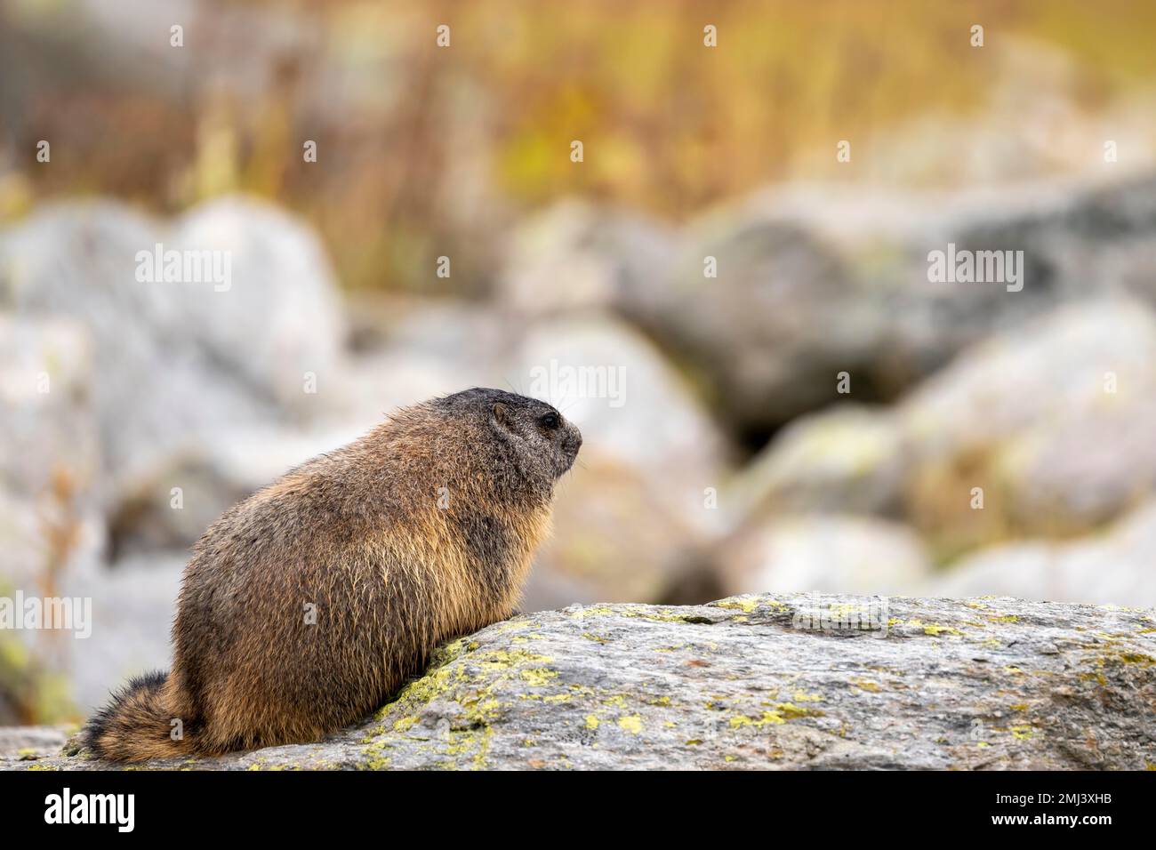 Alpine marmot (Marmota marmota) on rocks, St Moritz, Engadin, Grisons, Switzerland Stock Photo ...