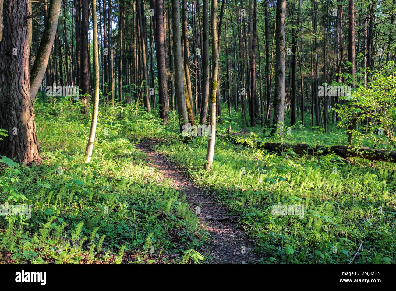 Pedestrian path in the forest in the spring Stock Photo - Alamy