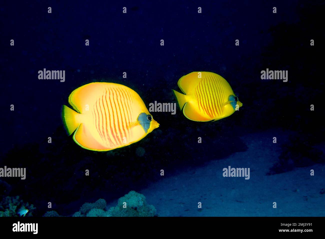 A pair of bluecheek butterflyfish (Chaetodon semilarvatus) at blue hour ...