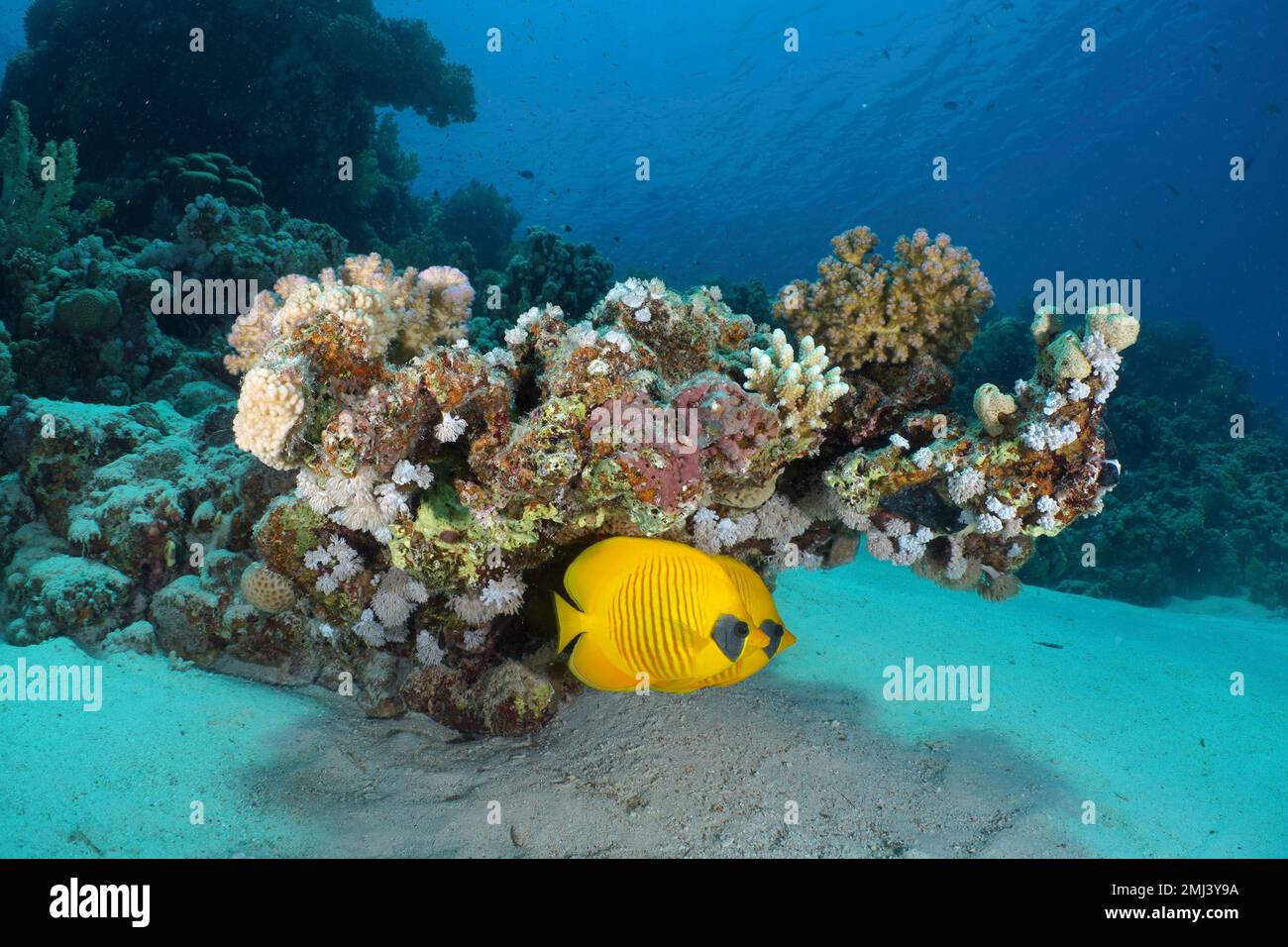A pair of bluecheek butterflyfish (Chaetodon semilarvatus) under a ...