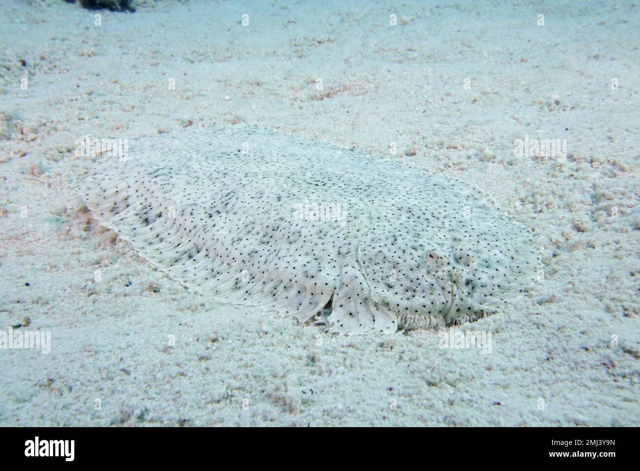 Well camouflaged finless sole (Pardachirus marmoratus) in the sand ...