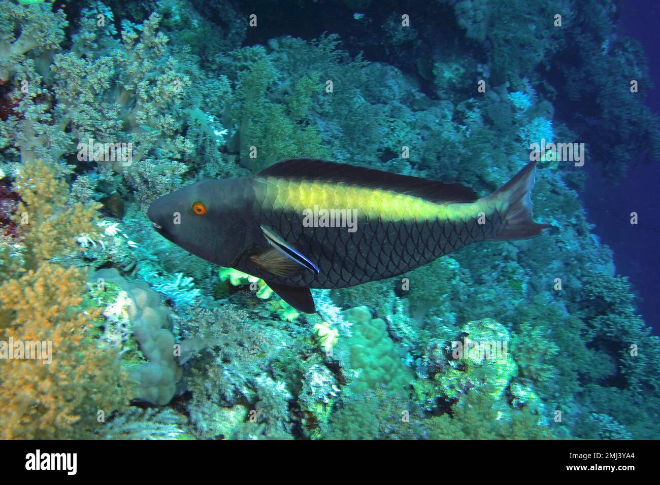 Bicolour parrotfish (Cetoscarus bicolor), Daedalus Reef dive site ...