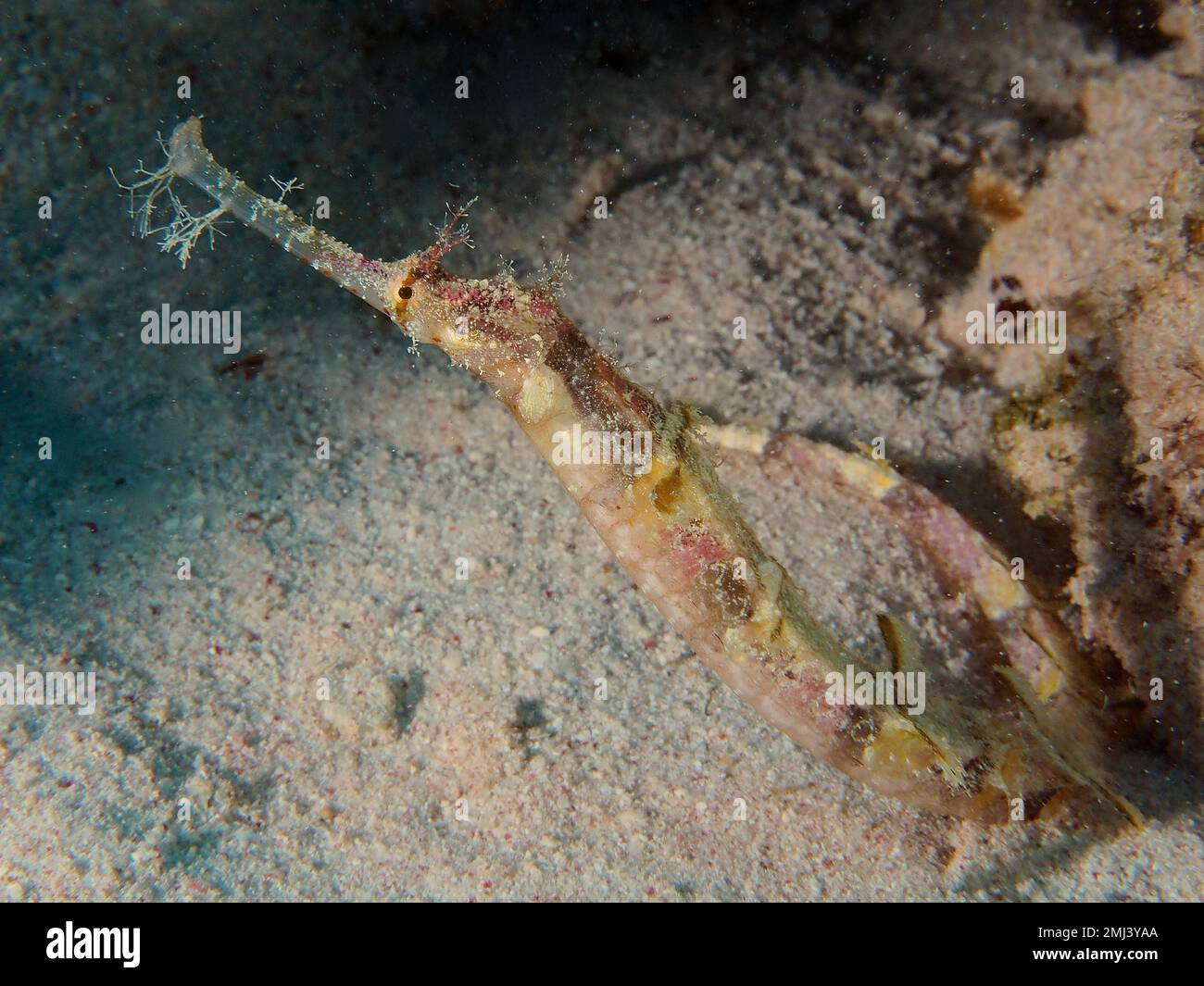 Ornate pipefish (Halicampus macrorhynchus), House Reef Dive Site ...