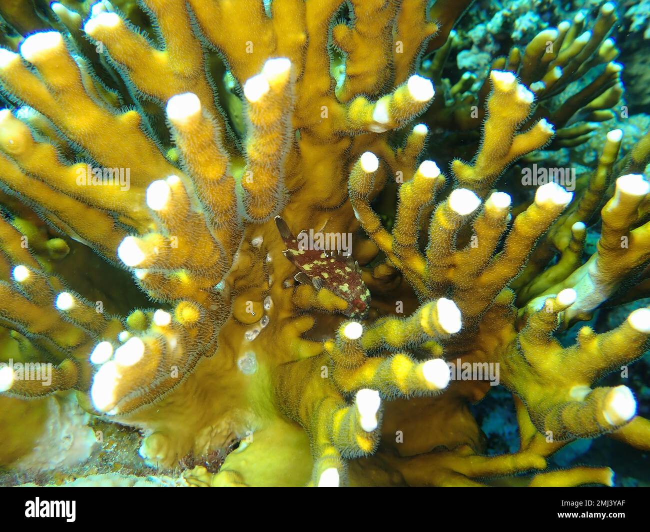 Coral sebastapistes hi-res stock photography and images - Alamy