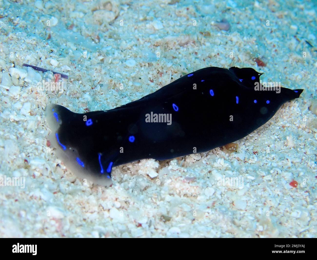 Blue dotted head slug (Chelidonura livida) on sand. Dive site House ...
