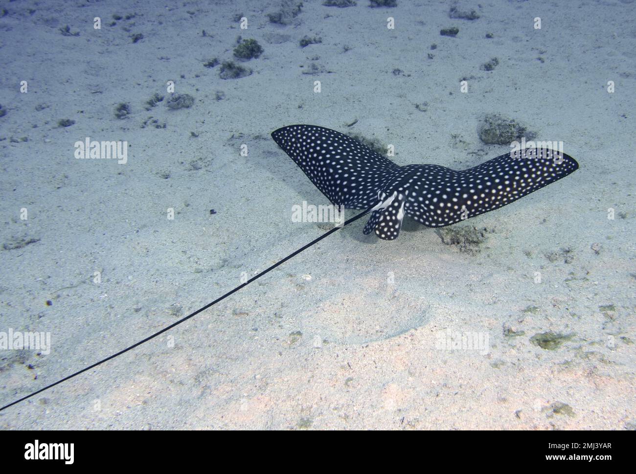 Spotted eagle ray (Aetobatus narinari), House reef dive site, Mangrove ...