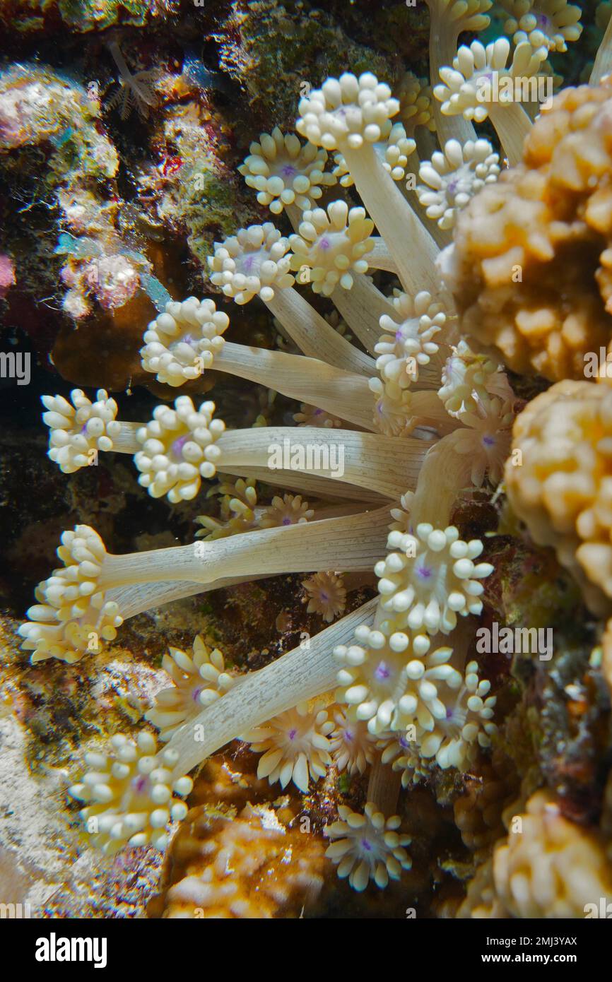 Goniopora pearsoni (Goniopora), Small Gifton dive site, Hurghada, Egypt ...