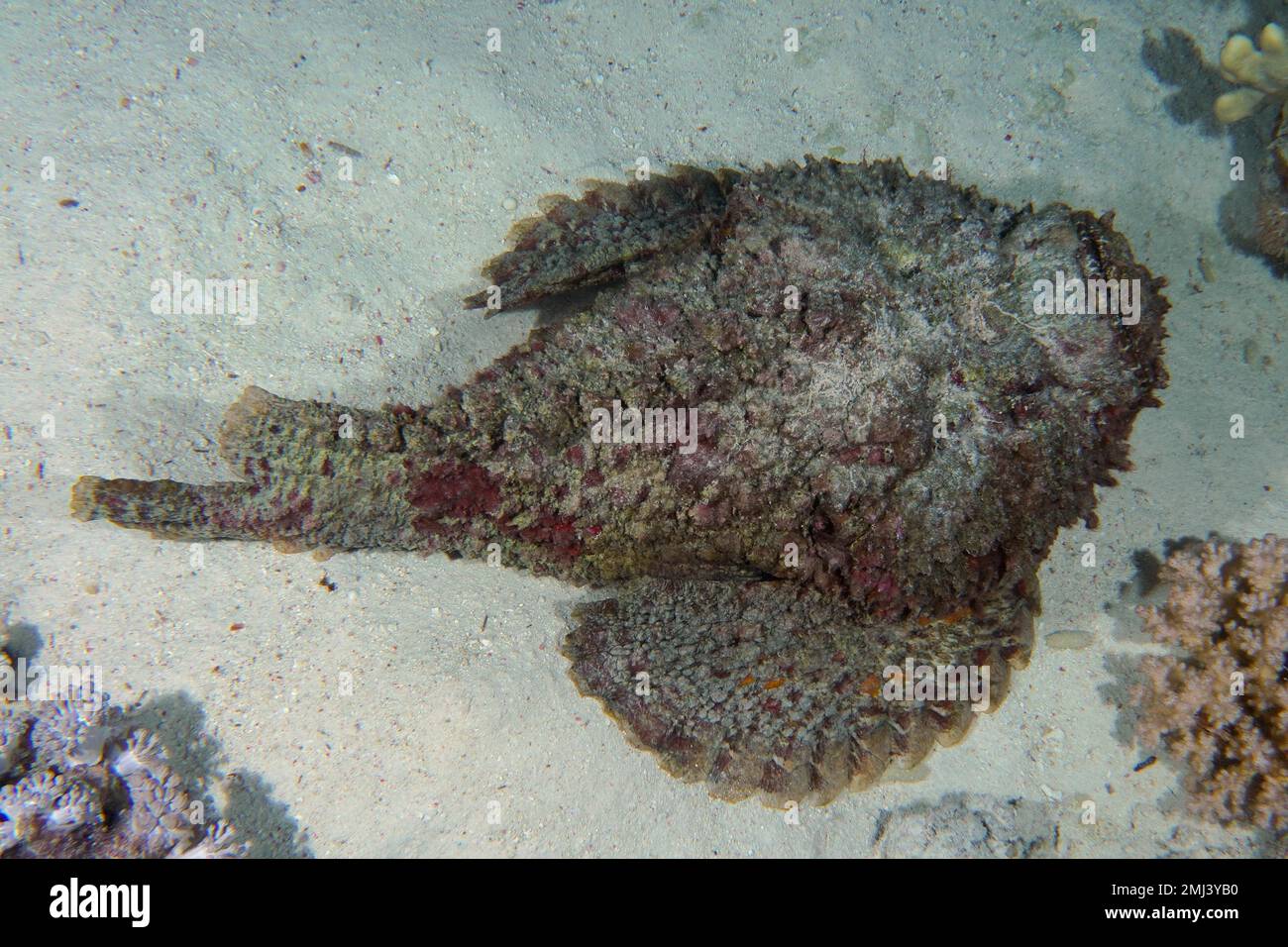 Reef stonefish (Synanceia verrucosa) from above. Dive site Shaab ...