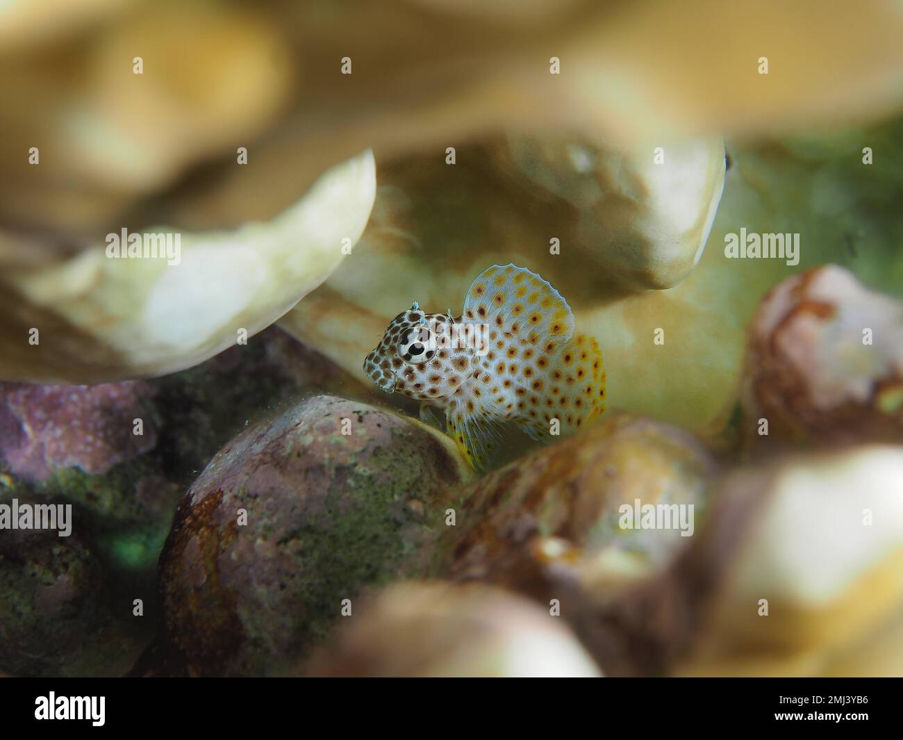 Juvenile Leopard Combtooth, (Exallias brevis), Bonefish, Dive Site ...