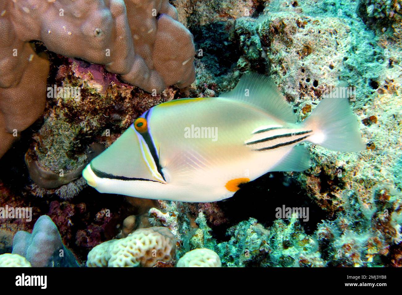 Arabian arabian picasso triggerfish (Rhinecanthus assasi), Marsa Shona ...