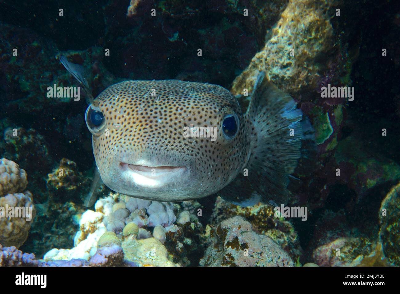 Portrait of spot-fin porcupinefish (Diodon hystrix), Dive Site House ...