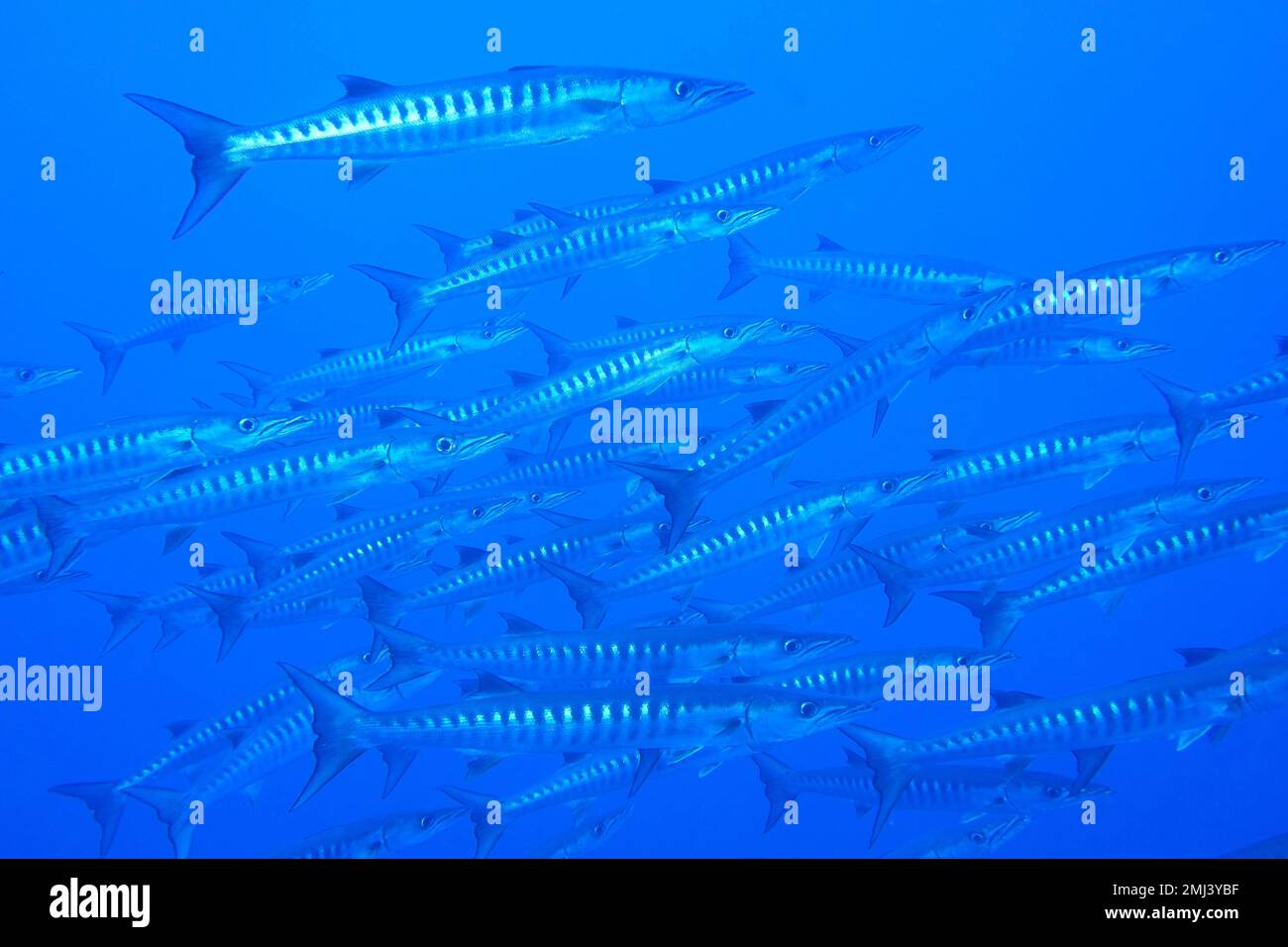 Barracuda red sea hi-res stock photography and images - Alamy