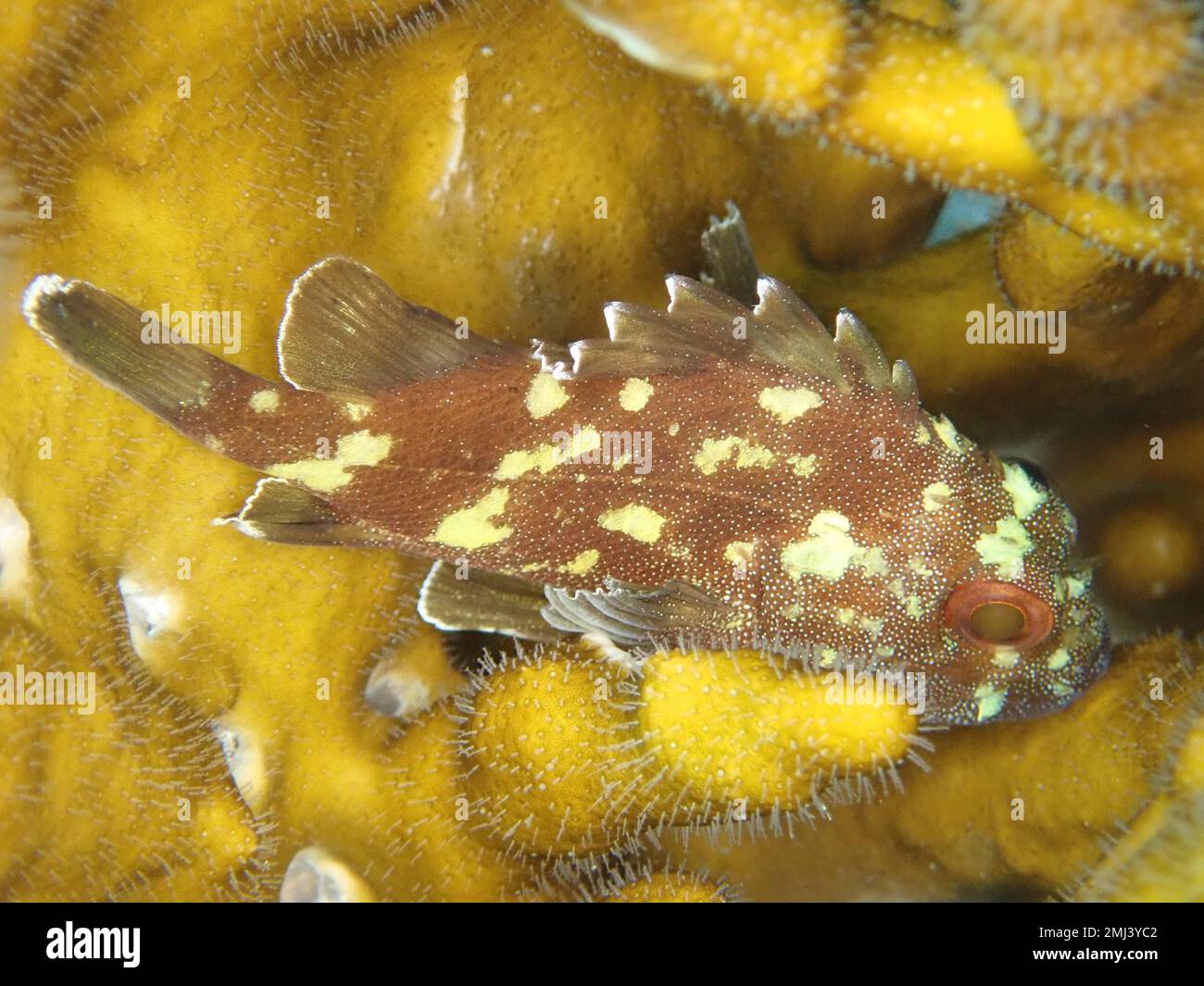 A yellow-spotted dragonhead, scorpionfish (Sebastapistes cyanostigma ...