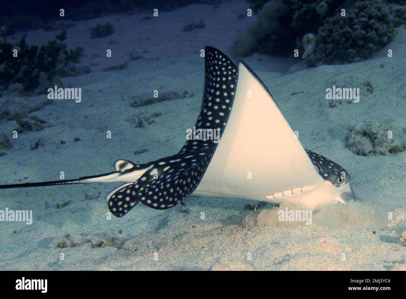 Spotted eagle ray (Aetobatus narinari) foraging in the sand. Dive site ...