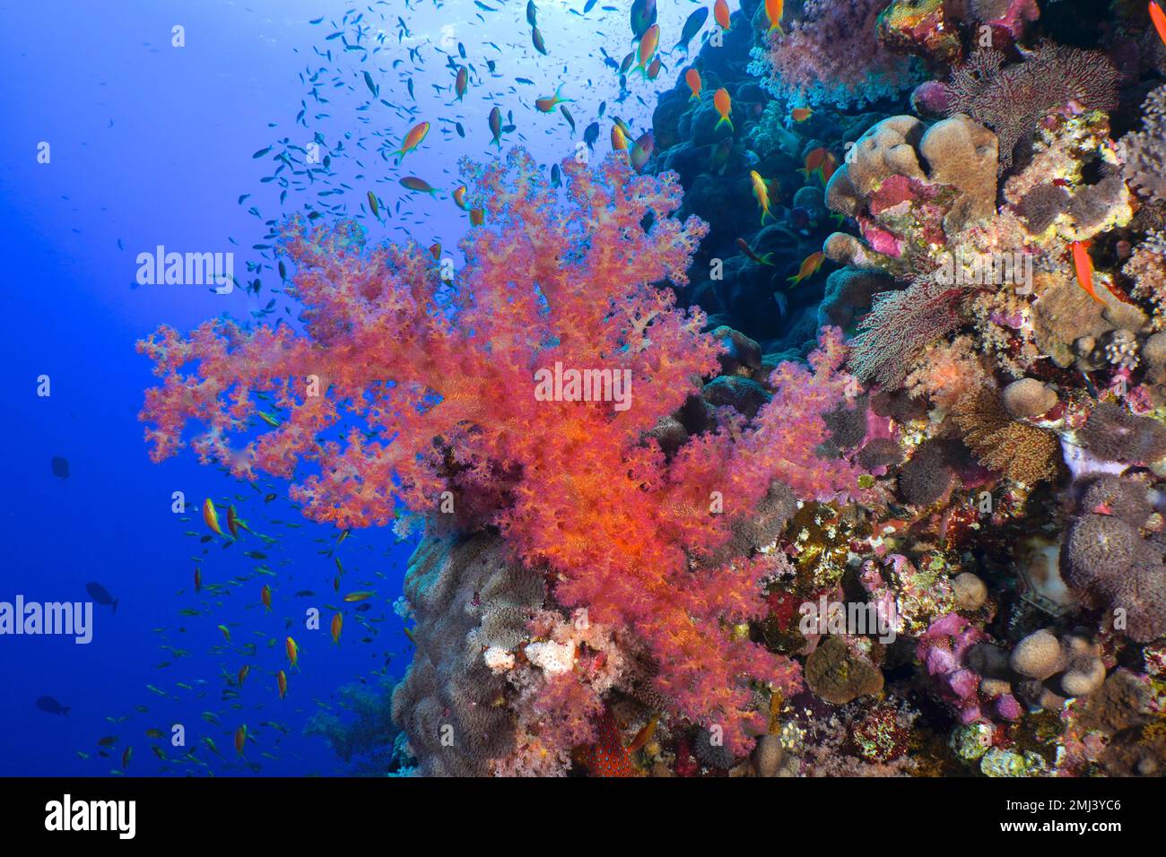 Hemprichs tree coral (Dendronephthya hemprichi), red, Small Brother ...