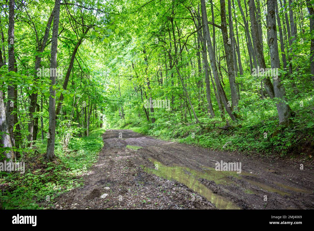 Bad dirty road in forest after rain Stock Photo - Alamy