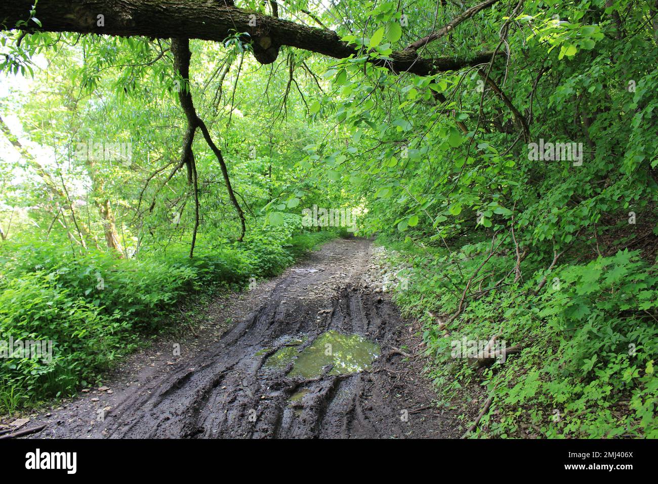 Bad dirty road in forest after rain Stock Photo - Alamy
