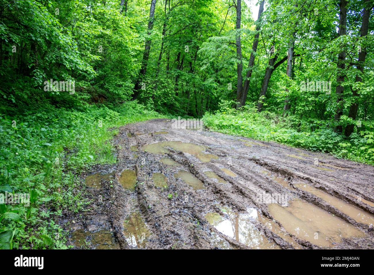 Bad dirty road in forest after rain Stock Photo - Alamy