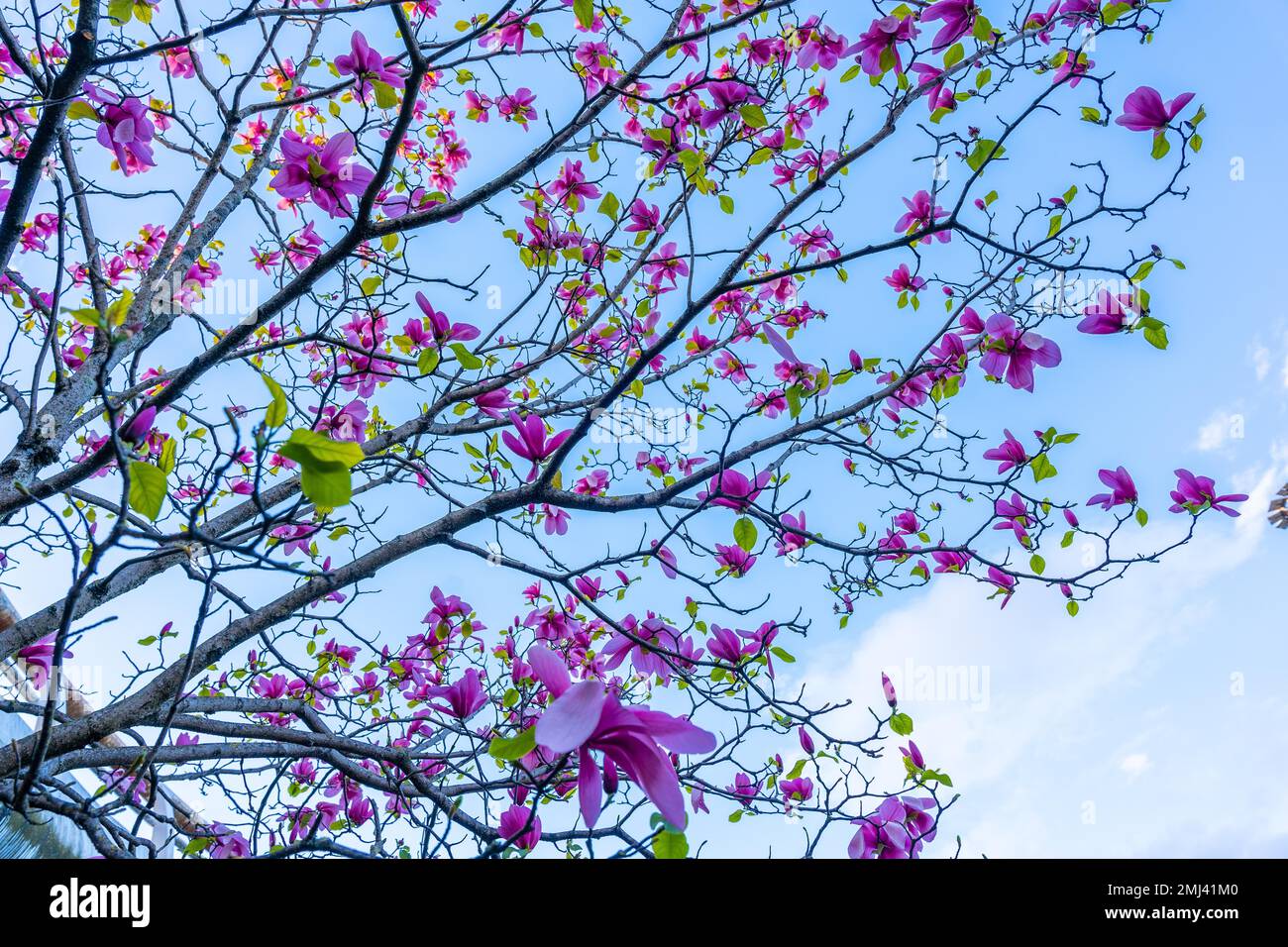 The flowers in the trees begin by spring. First flowers of the year ... The flowers in the trees begin by spring. First flowers of the year ...