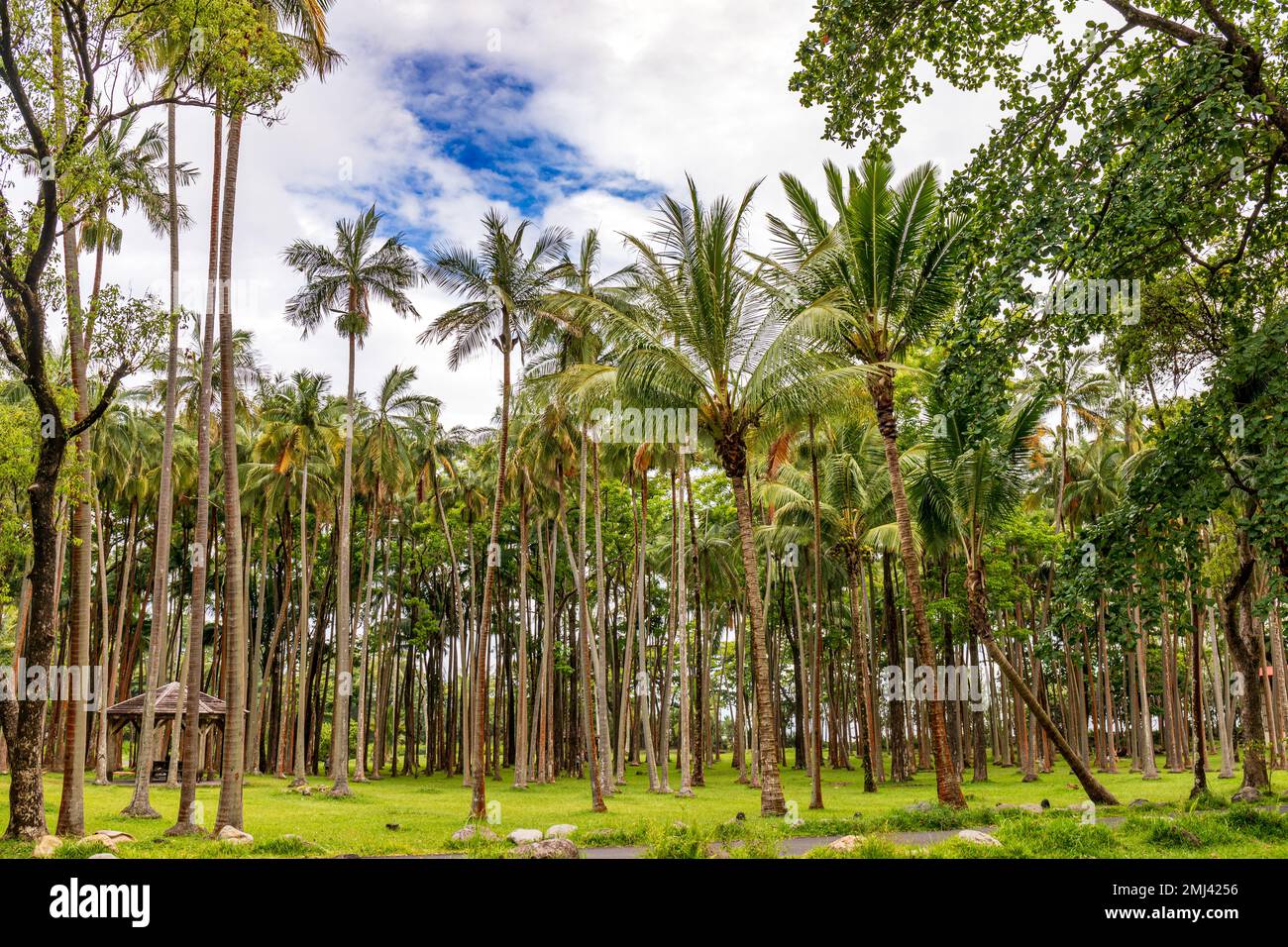 Sainte-Rose, Reunion Island - Elephant foot palm trees on Anse Cascades ...