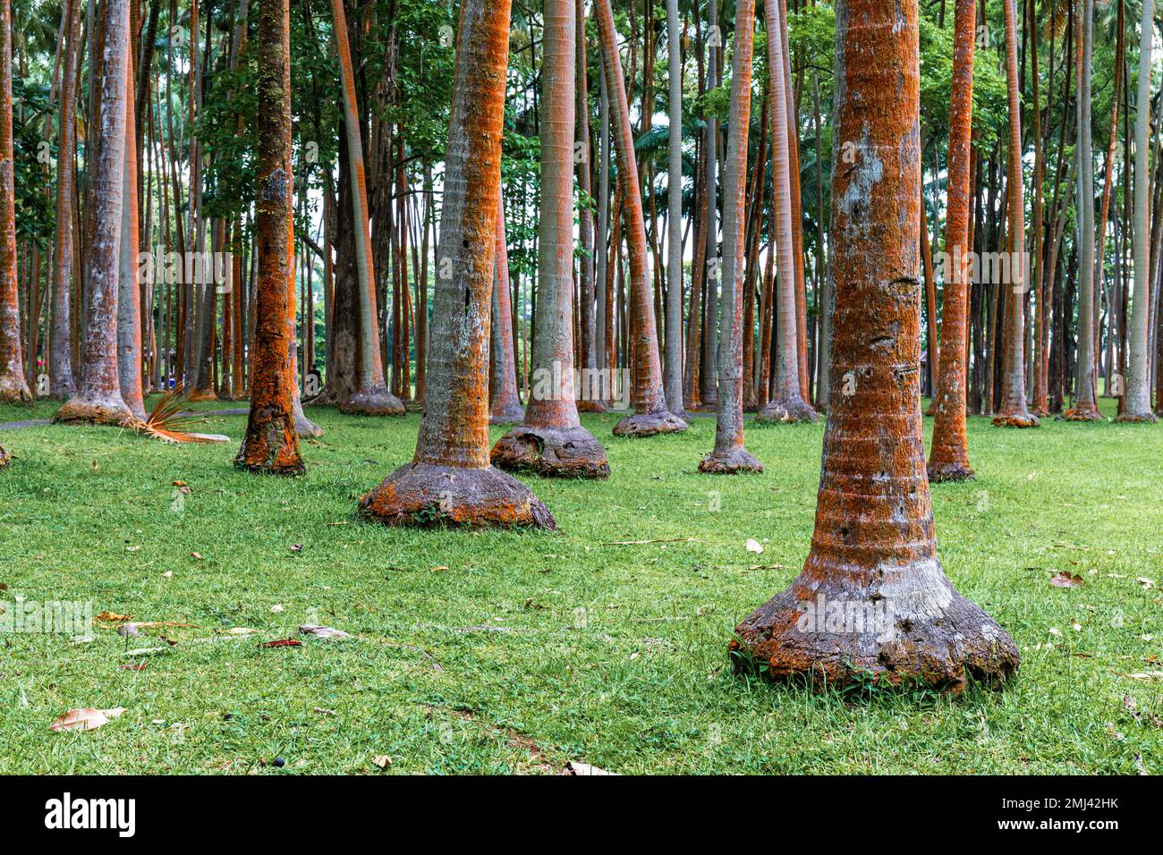 Sainte-Rose, Reunion Island - Elephant foot palm trees on Anse Cascades ...