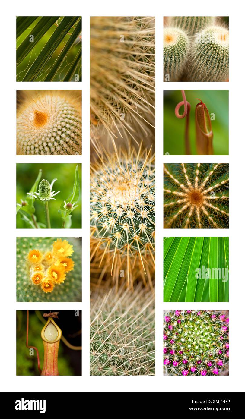 Cactus and carnivorous plants on a collage Stock Photo - Alamy