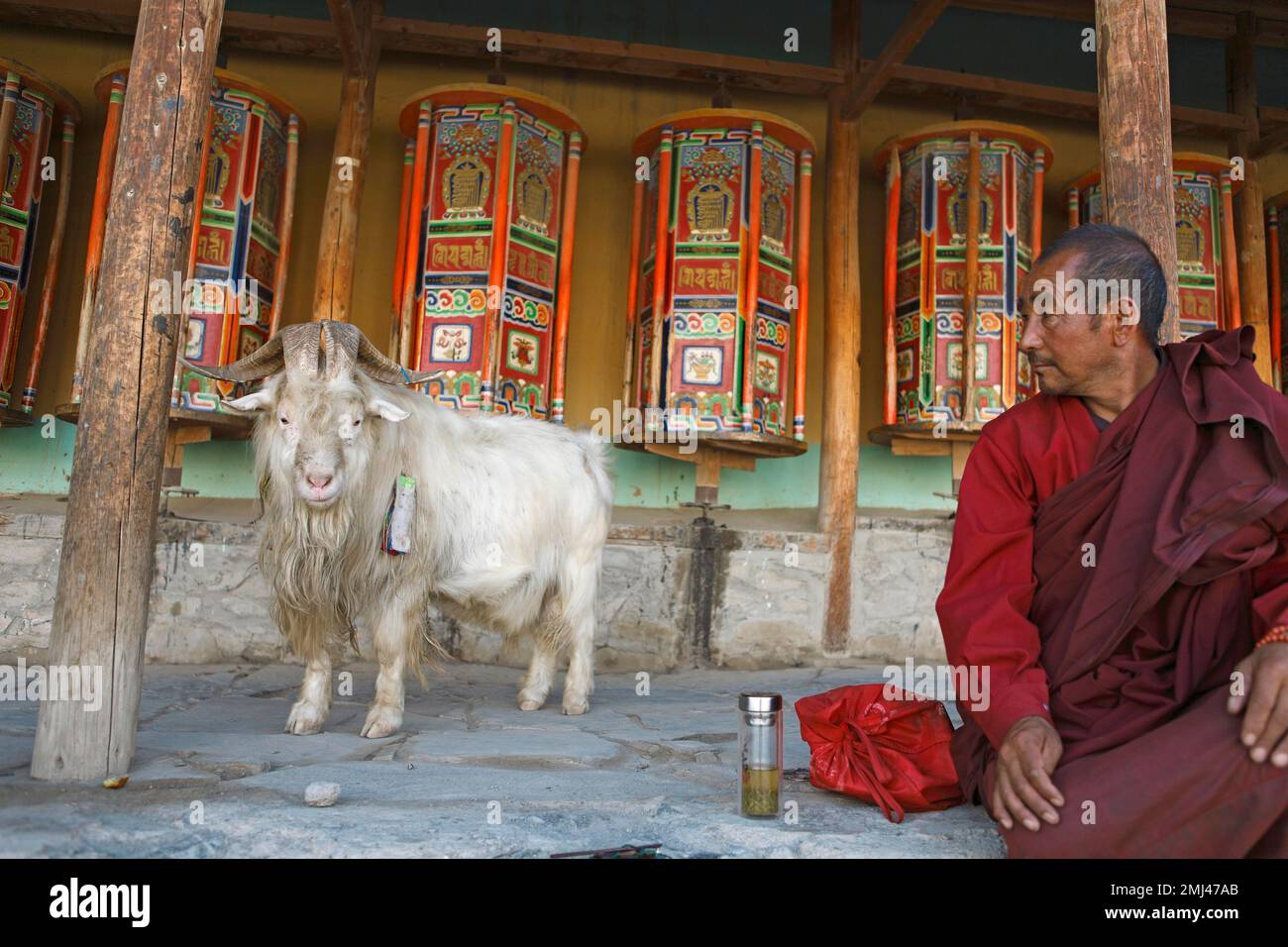 Domestic goat (Capra aegagrus hircus) and Tibetan monk, Tibetan prayer ...