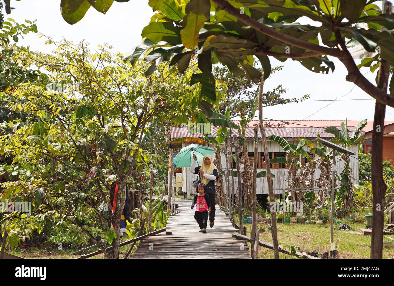 Woman with parasol on the plank path in Abai Village, Kinabatangan ...