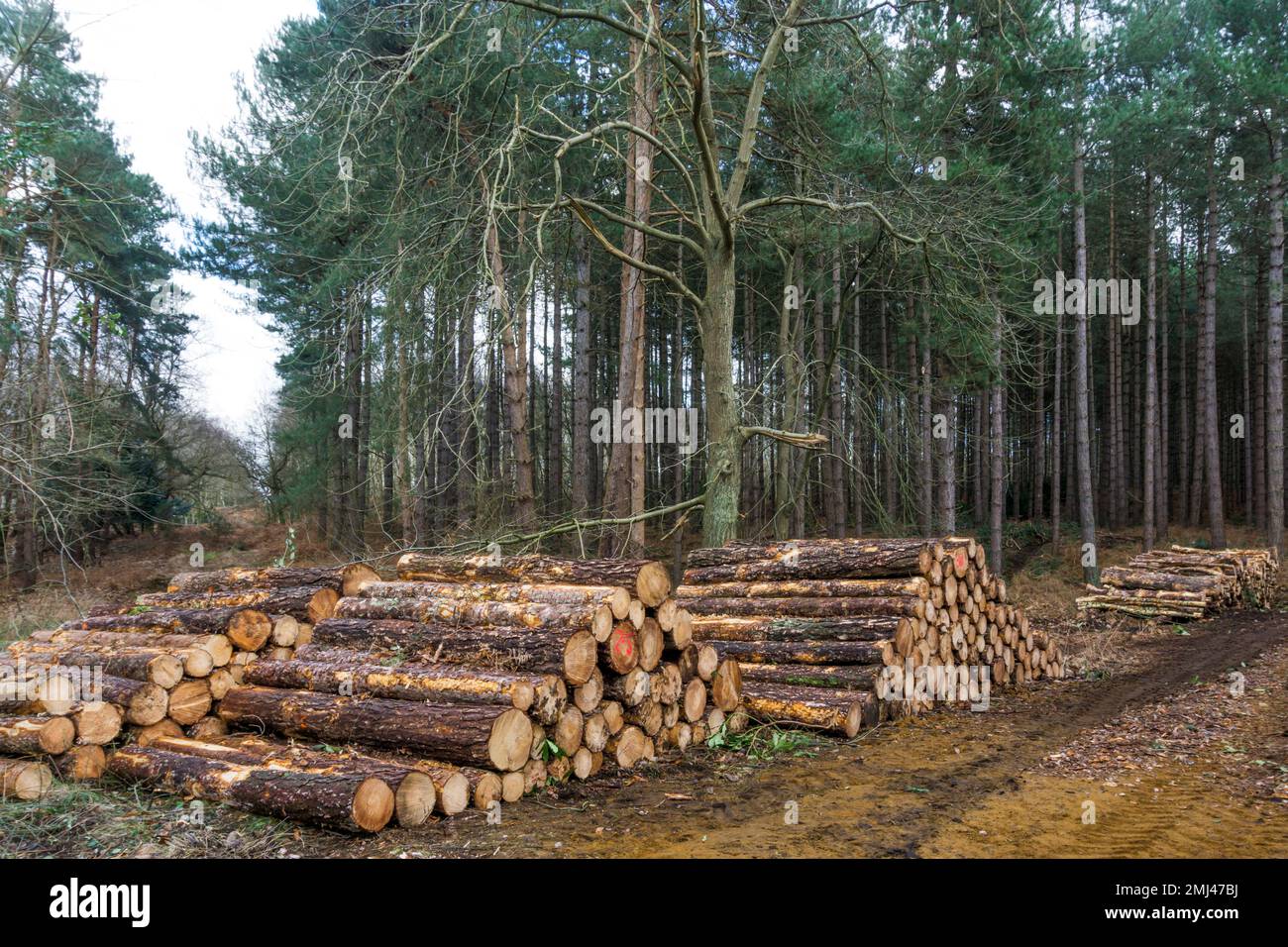 Stacked cut timber on the Sandringham Estate in Norfolk Stock Photo - Alamy
