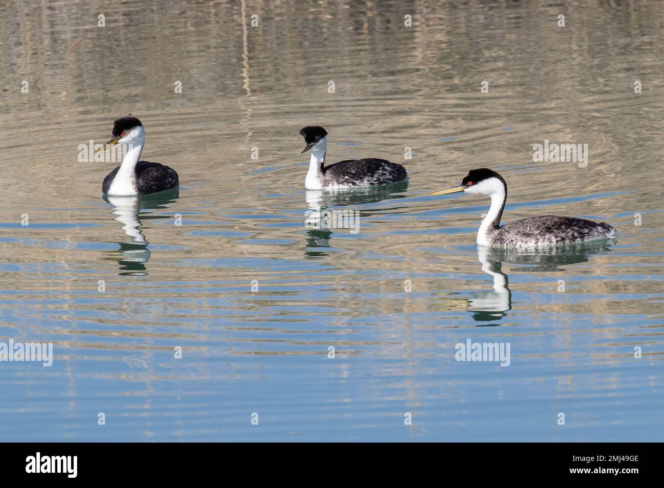 Three Western Grebe Stock Photo - Alamy