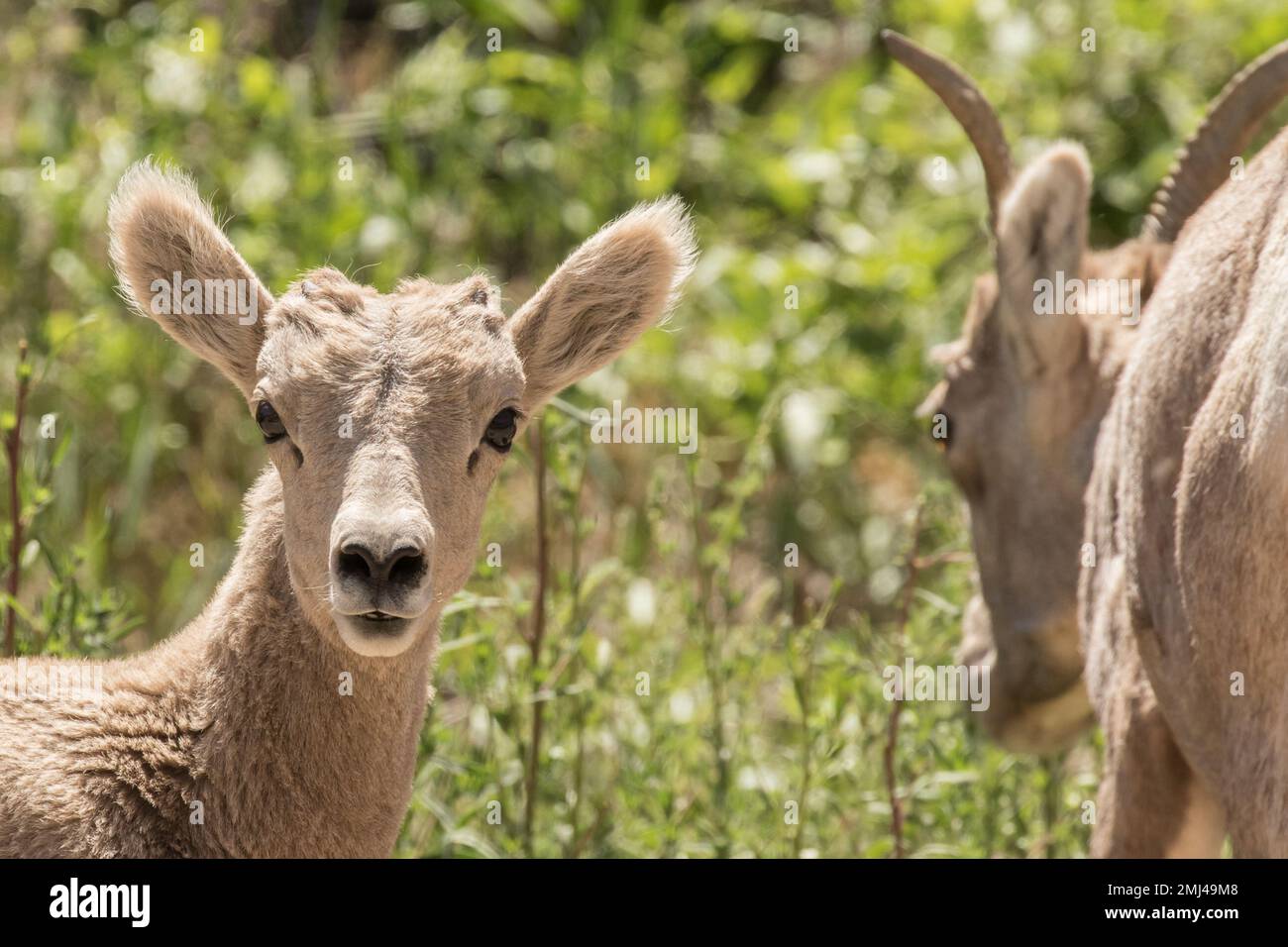 Bighorn Lamb Poses for a Portrait Stock Photo - Alamy