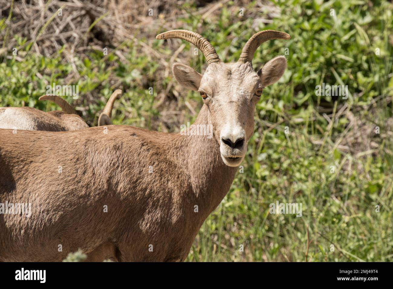 Ewe with horns hi-res stock photography and images - Alamy